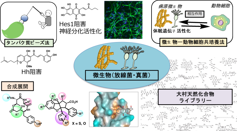 Top 天然物が織り成す化合物潜在空間が拓く 生物活性分子デザイン