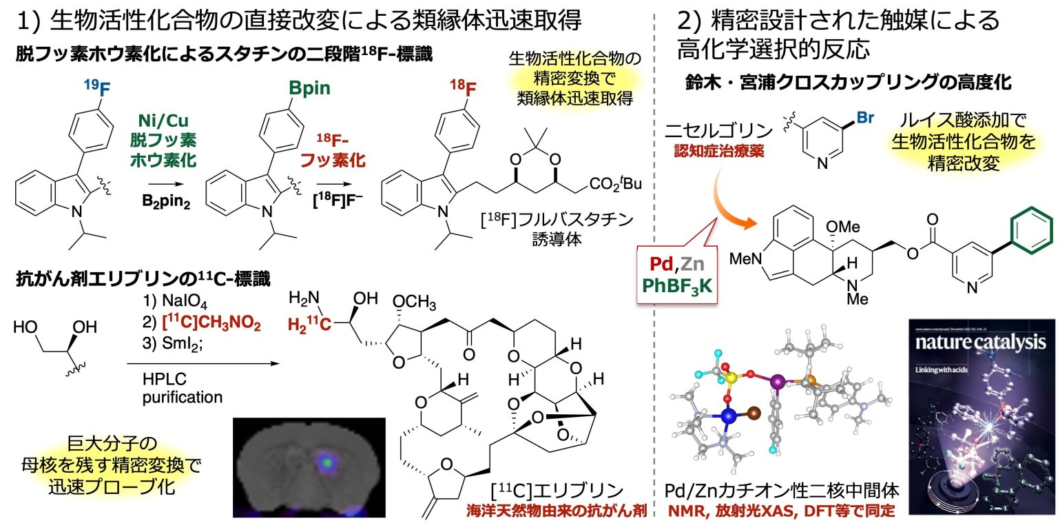 C01 複雑分子の化学選択的改変による化合物資源の効率展開 - 天然物が織り成す化合物潜在空間が拓く 生物活性分子デザイン